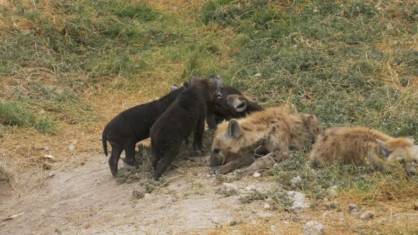 Wide shot of hyena cubs from two different litters on the ground near ...
