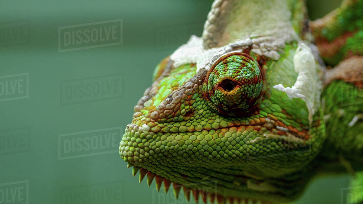 GOSFORD,NSW, AUST: close up of a veiled chameleon head and its eye- eye ...