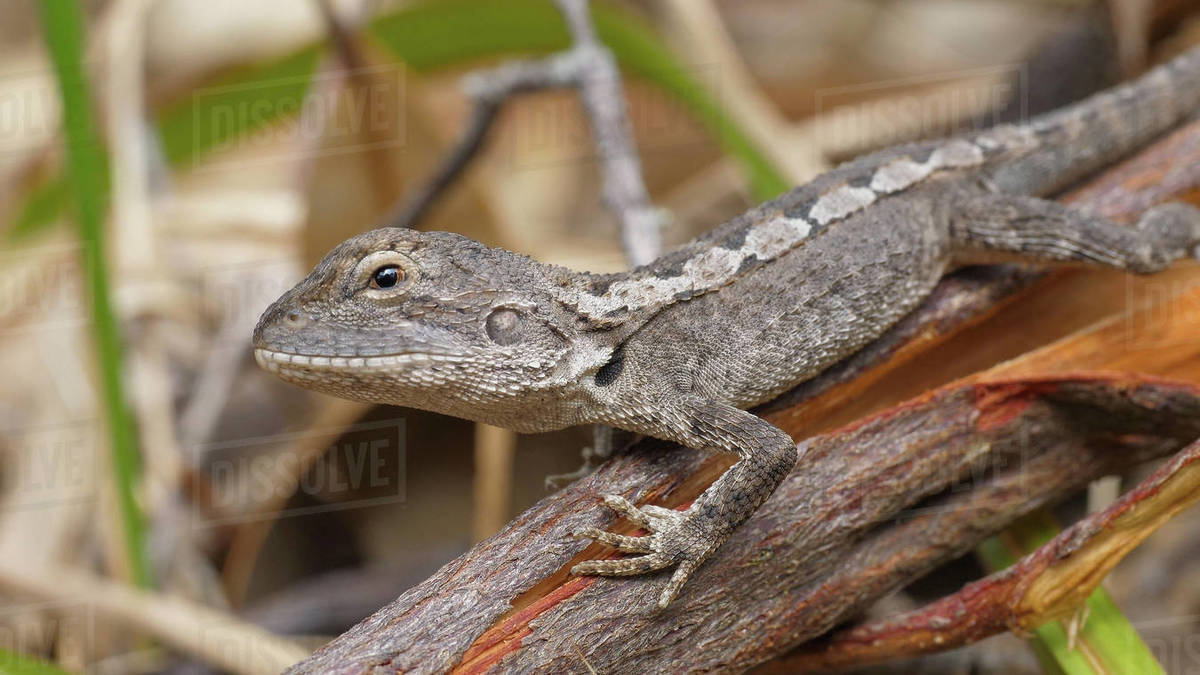 close up side view of a jacky dragon lizard sunning itself on a log in ...