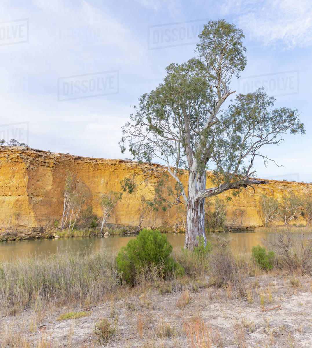 a river gum tree at big bend on the murray river in south australia ...