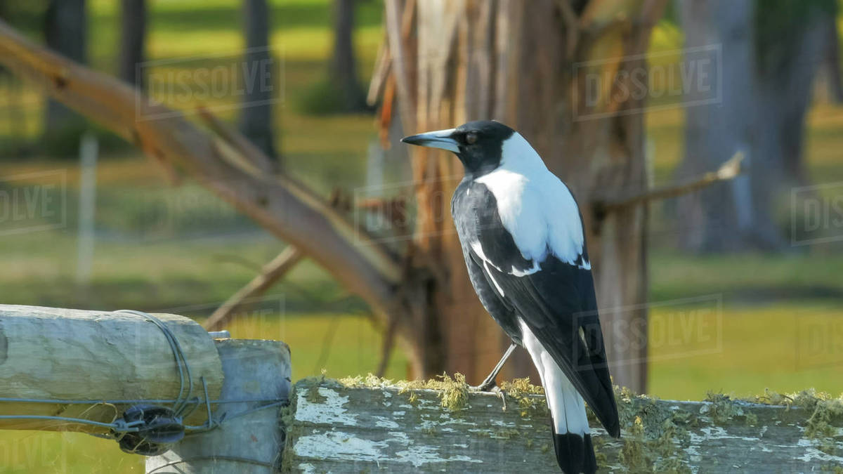 close up of the common australian magpie sitting on an old farm fence ...