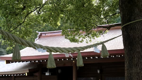 Sacred rope between couple camphor laurel trees at meiji jingu shrine ...