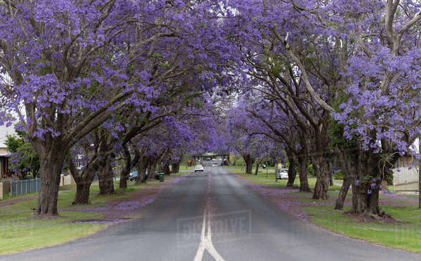 flowering jacaranda trees along pound street during the jacaranda ...