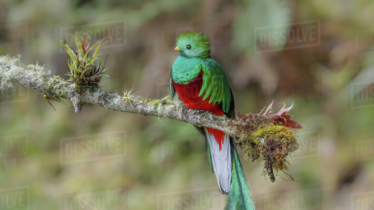 a close up of a male resplendent quetzal, in a tree, turning its head ...