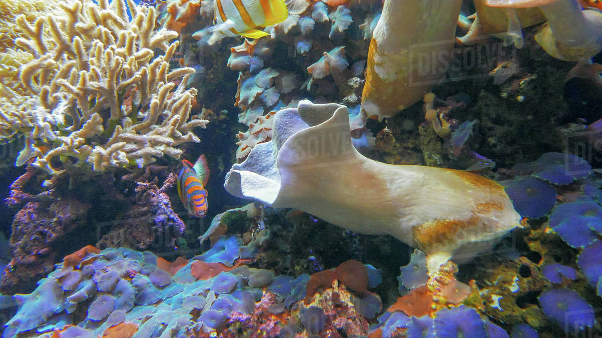 close up of a harlequin tuskfish swimming around in an aquarium ...