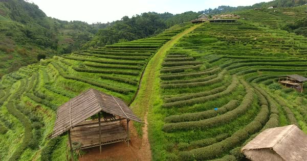 Aerial view of tea plantation terrace on mountain. - 4K Royalty-free ...