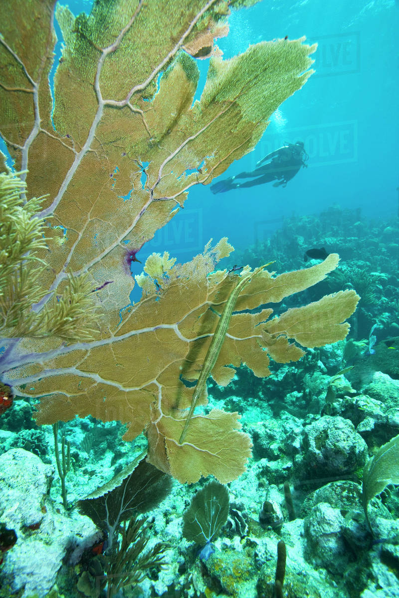 Male diver & Trumpetfish (Aulostomus maculatus) near Purple Sea Fan ...