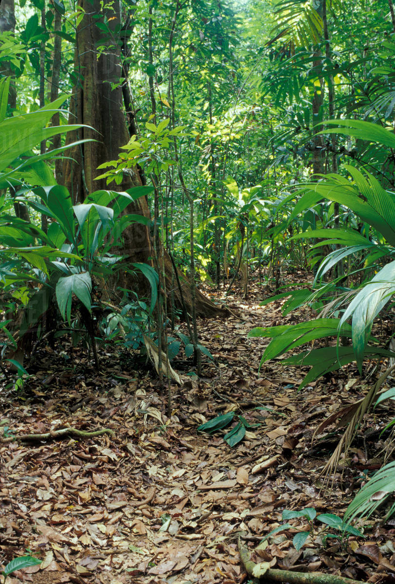 Costa Rica, Palms along trail, Corcovado Nat'l Park. - Royalty-free ...