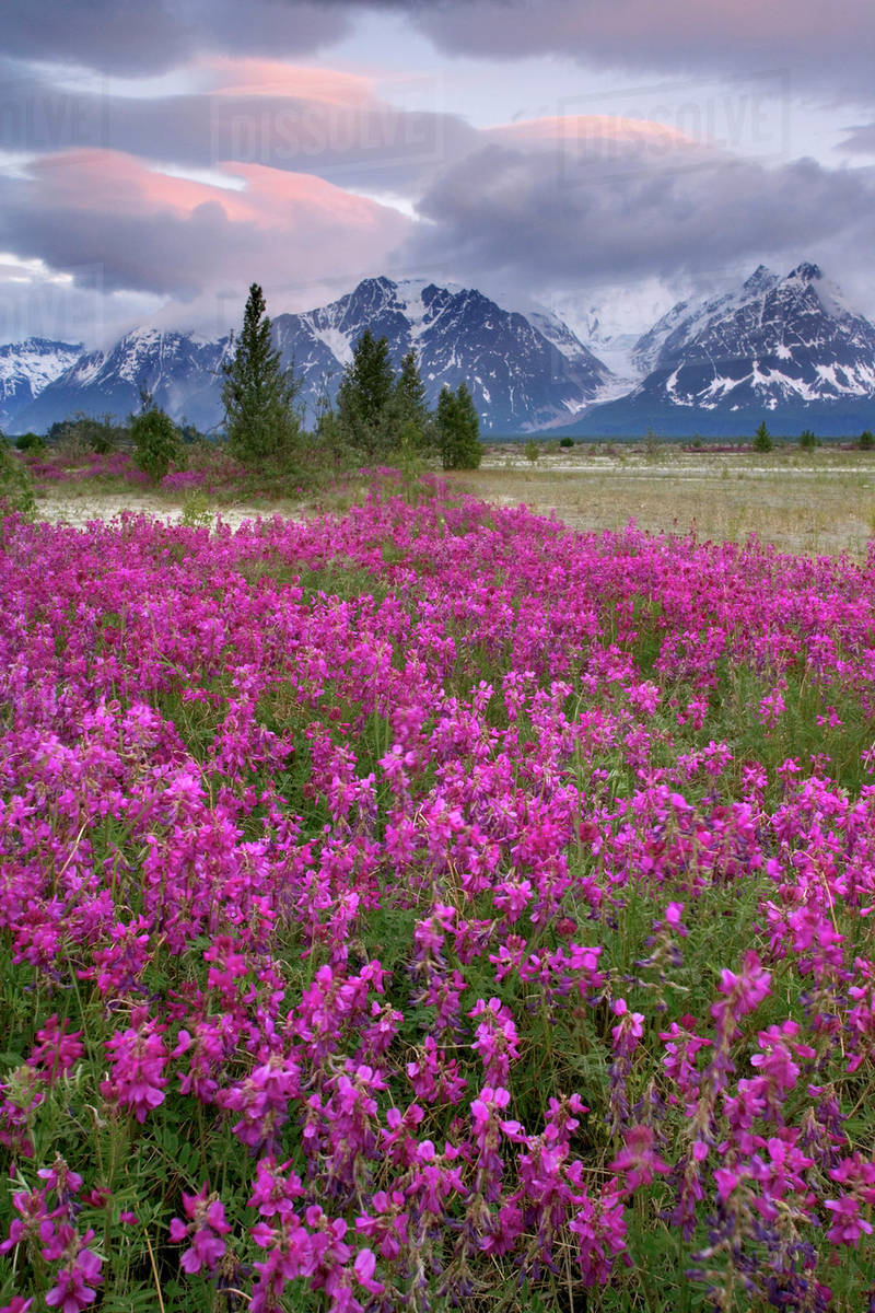 USA, Alaska, Alsek River Valley. View of wildflowers and Fairweather ...
