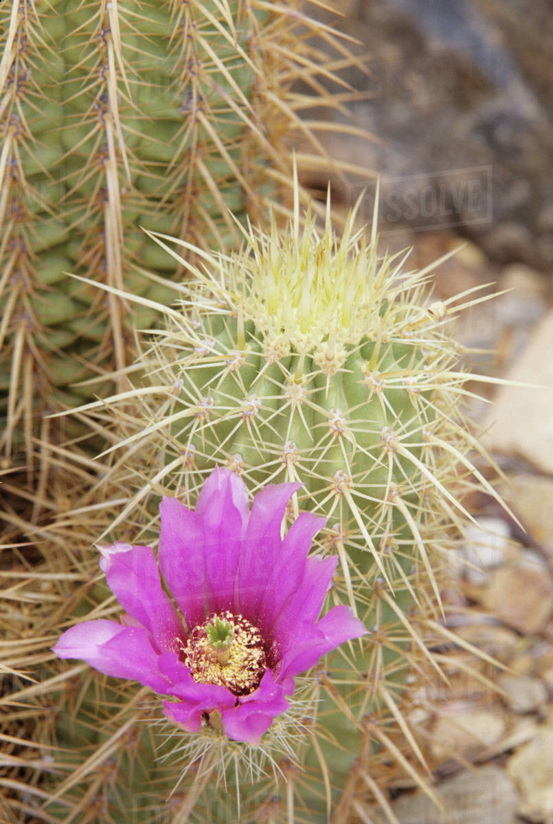 Pink Hedgehog Cactus blossom (Echinocereus fendleri), Arizona-Sonora ...