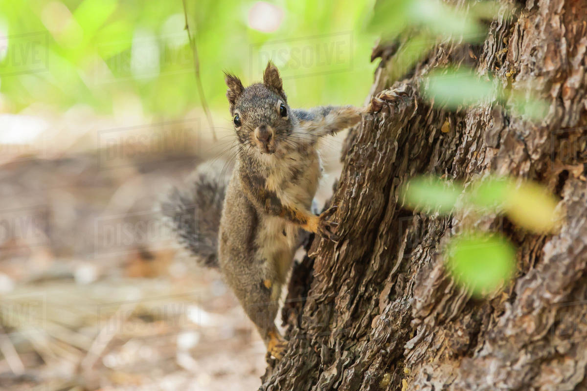 Eastern Sierra Nevada. An inquisitive Douglas Squirrel or Chickaree ...
