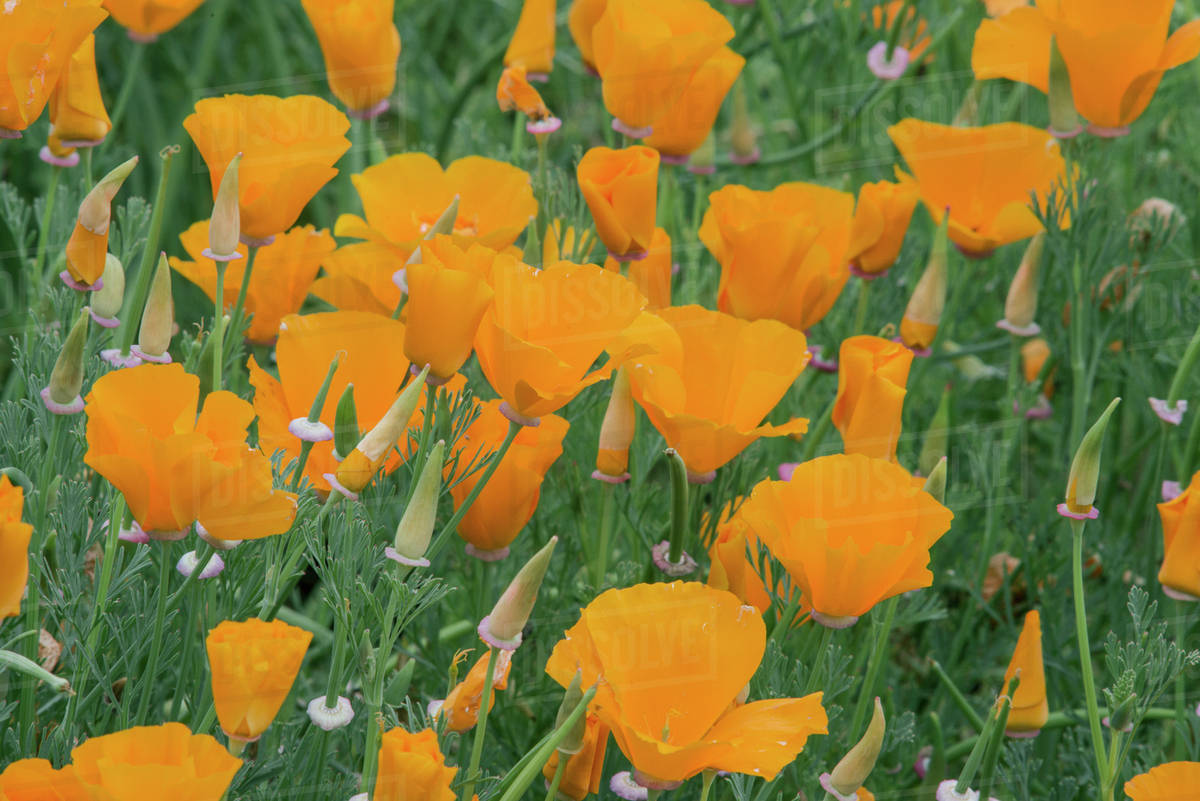 USA, California, Santa Barbara Botanical Garden, California Poppy ...