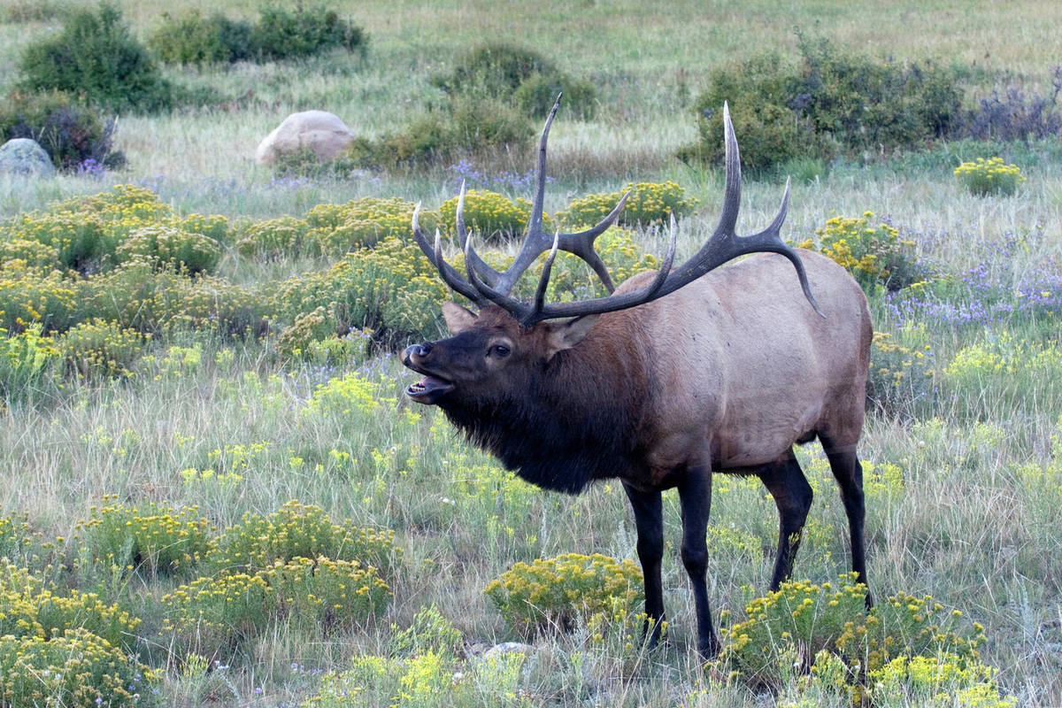 North America - USA - Colorado - Rocky Mountain National Park. Wapiti ...