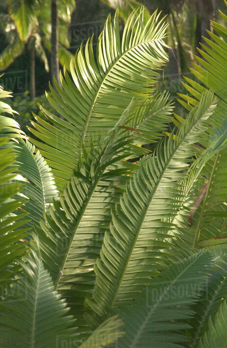 USA, Hawaii, Kauai, tropical ferns at the Smith Family Laua grounds ...