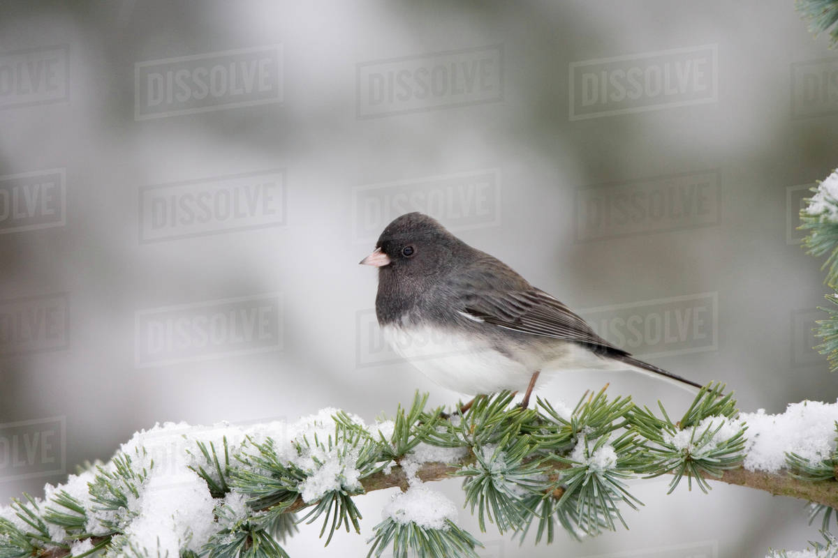 Dark-eyed Junco (Junco hyemalis) on Blue Atlas Cedar (Cedrus atlantica ...