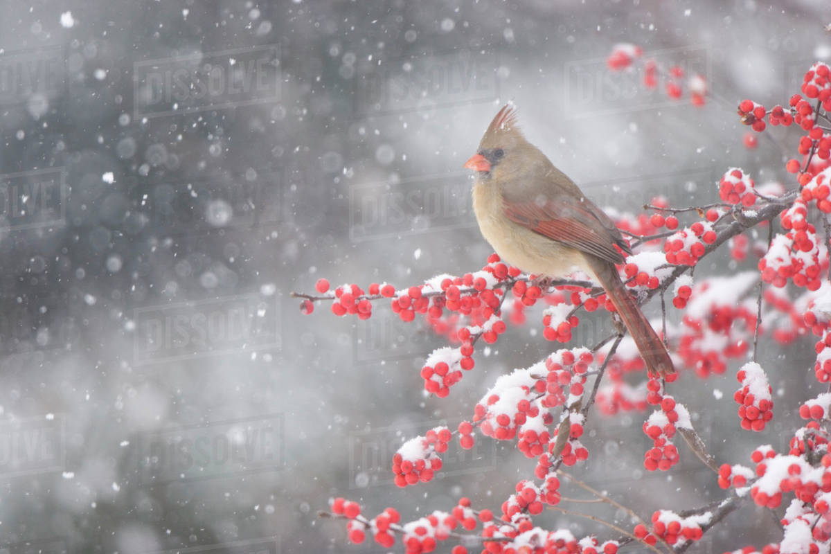 Northern Cardinal (Cardinalis cardinalis) female in Common Winterberry ...