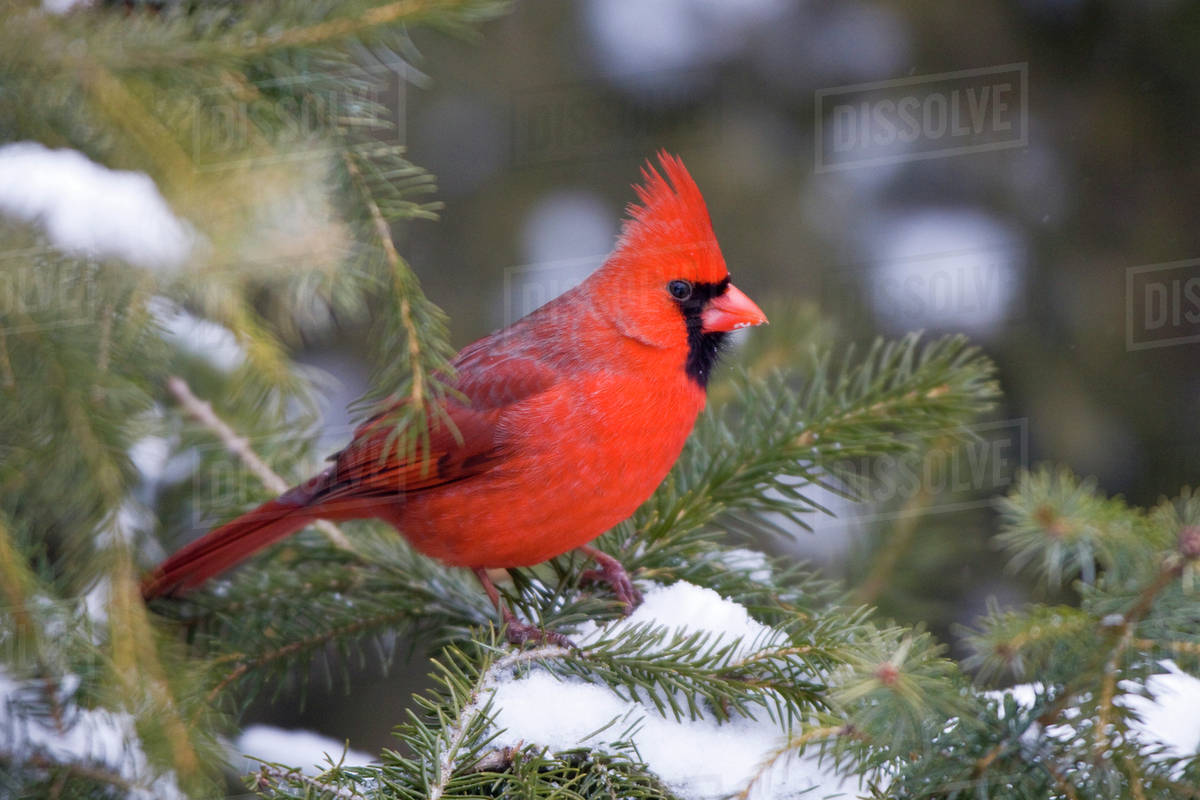 Northern Cardinal (Cardinalis cardinalis) male in fir tree in winter ...