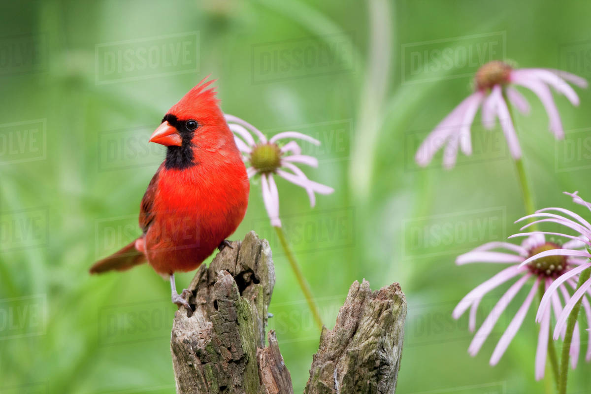 Northern Cardinal (Cardinalis cardinalis) male on fence post by pale ...