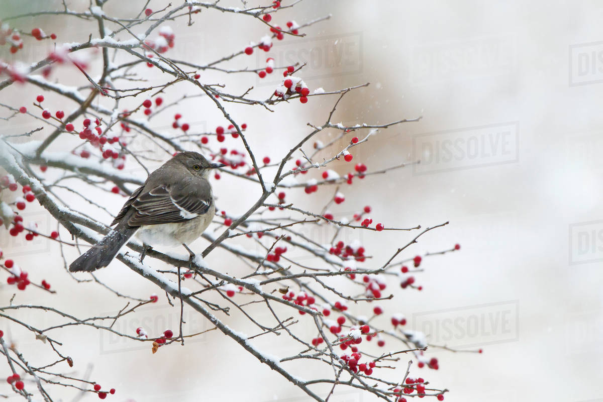 Northern Mockingbird (Mimus polyglottos) in Common Winterberry bush ...