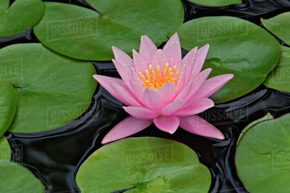 Hybrid water lily, Louisville, Kentucky. Nympheaceae spp. - Royalty ...