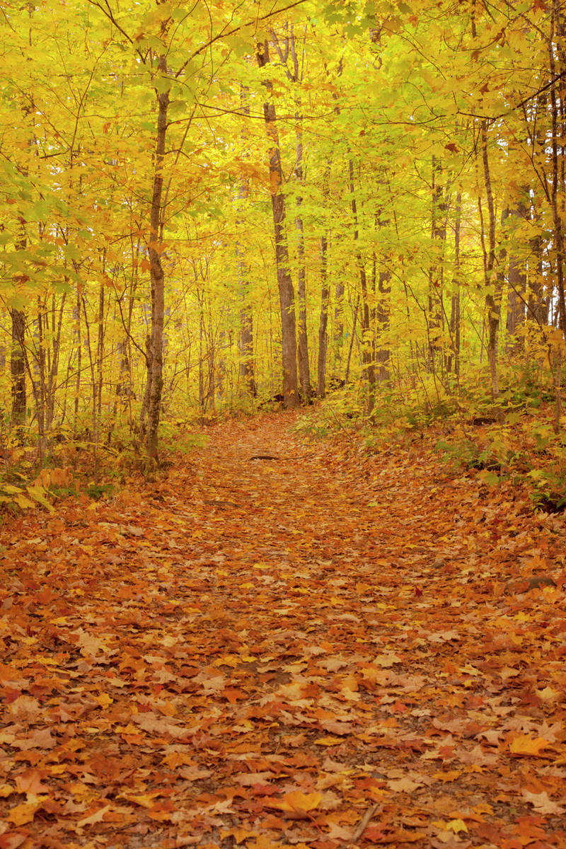 USA, Michigan, Upper Peninsula. Fallen maple leaves on trail. - Royalty ...