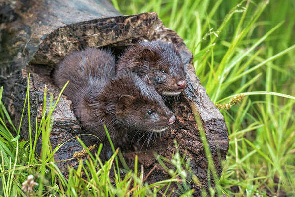 USA, Minnesota, Sandstone, Minnesota Wildlife Connection. Two mink kits ...