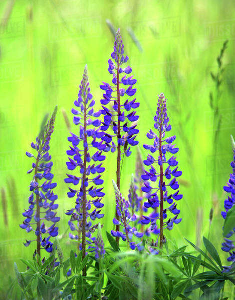 USA, Oregon, Mt. Hood National Forest, Lupine flowers in grass meadow ...