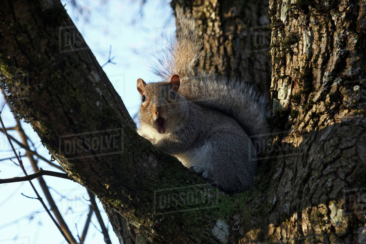 USA, Oregon, Salem, Eastern Gray Squirrel (Sciurus carolinensis ...