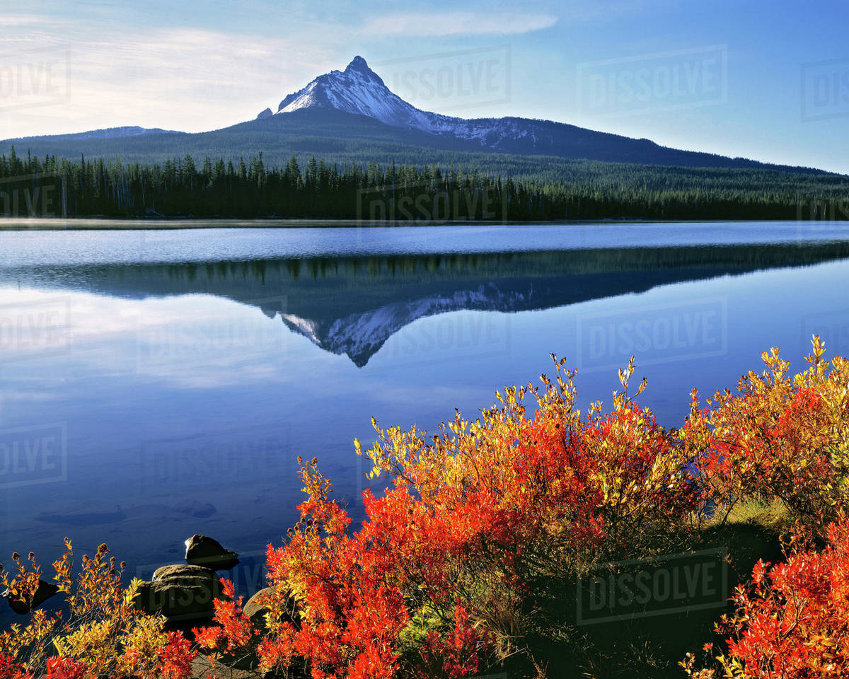 USA, Oregon, Big Lake & Mt Washington. Huckleberry leaves are touched ...