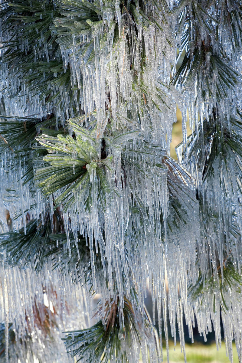 USA, Oregon, Bend. The ice on Ponderosa pine needles resembles small ...