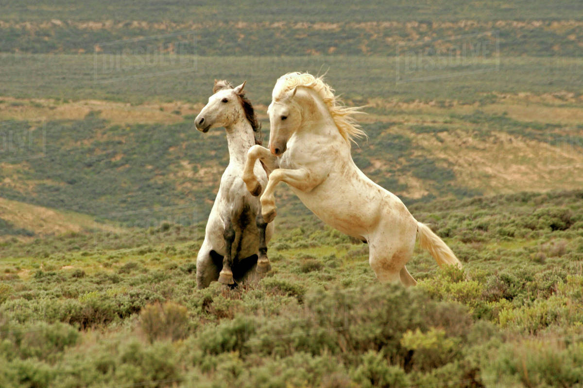 USA, Wyoming, Carbon County. Two wild stallions fight for dominance ...
