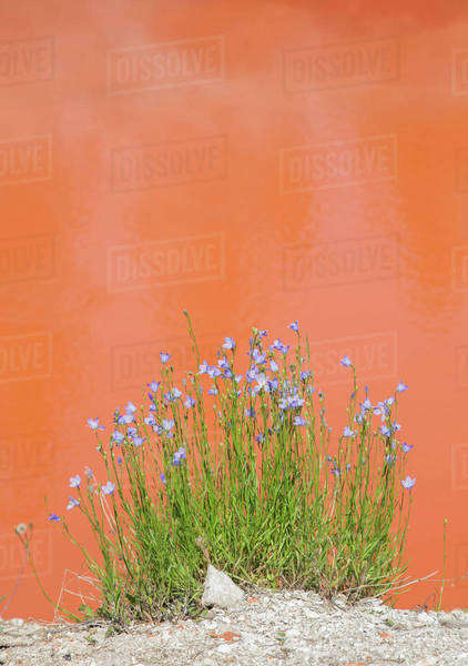Wyoming, Yellowstone National Park, Harebell flowers blooming beside ...