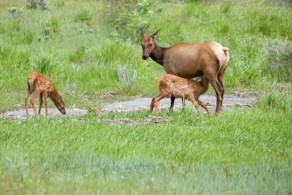 WY, Yellowstone National Park, Elk calves and mother - Royalty-free ...
