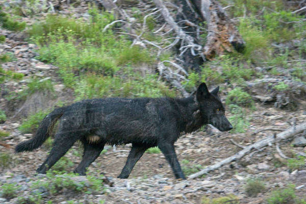 Gray Wolf on the move - Royalty-free Stock Photo | Dissolve