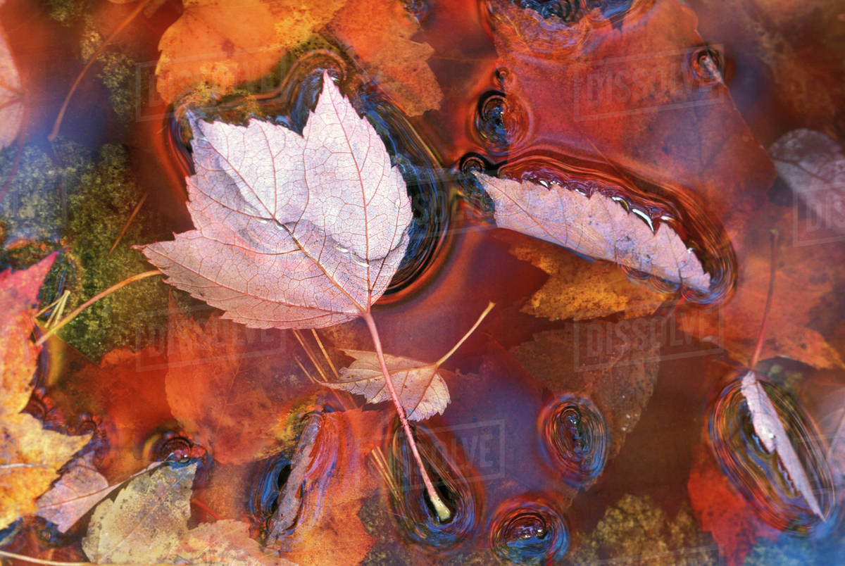 USA, Northeast, Fall leaves in puddle with reflections. - Royalty-free ...