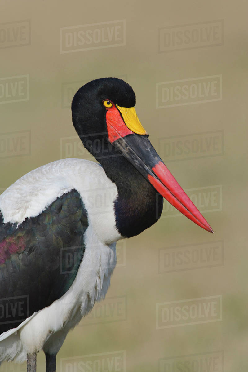 Female Saddlebill Stork, Ephippiorhynchus senegalensis, Masai Mara ...