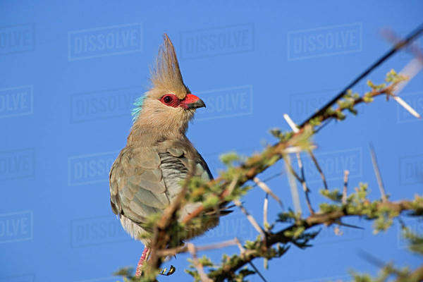 Blue-Naped Mousebird, Urocolius macrourus, Samburu Game Reserve, Kenya ...