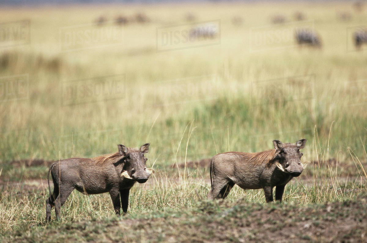 Kenya, Maasai Mara National Reserve, Pair of Desert Warthog ...