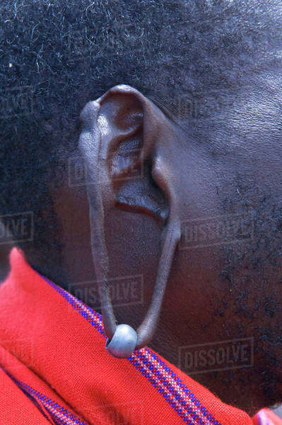 Kenya, Masai Mara. Close-up of Masai man with elongated ear lobe ...