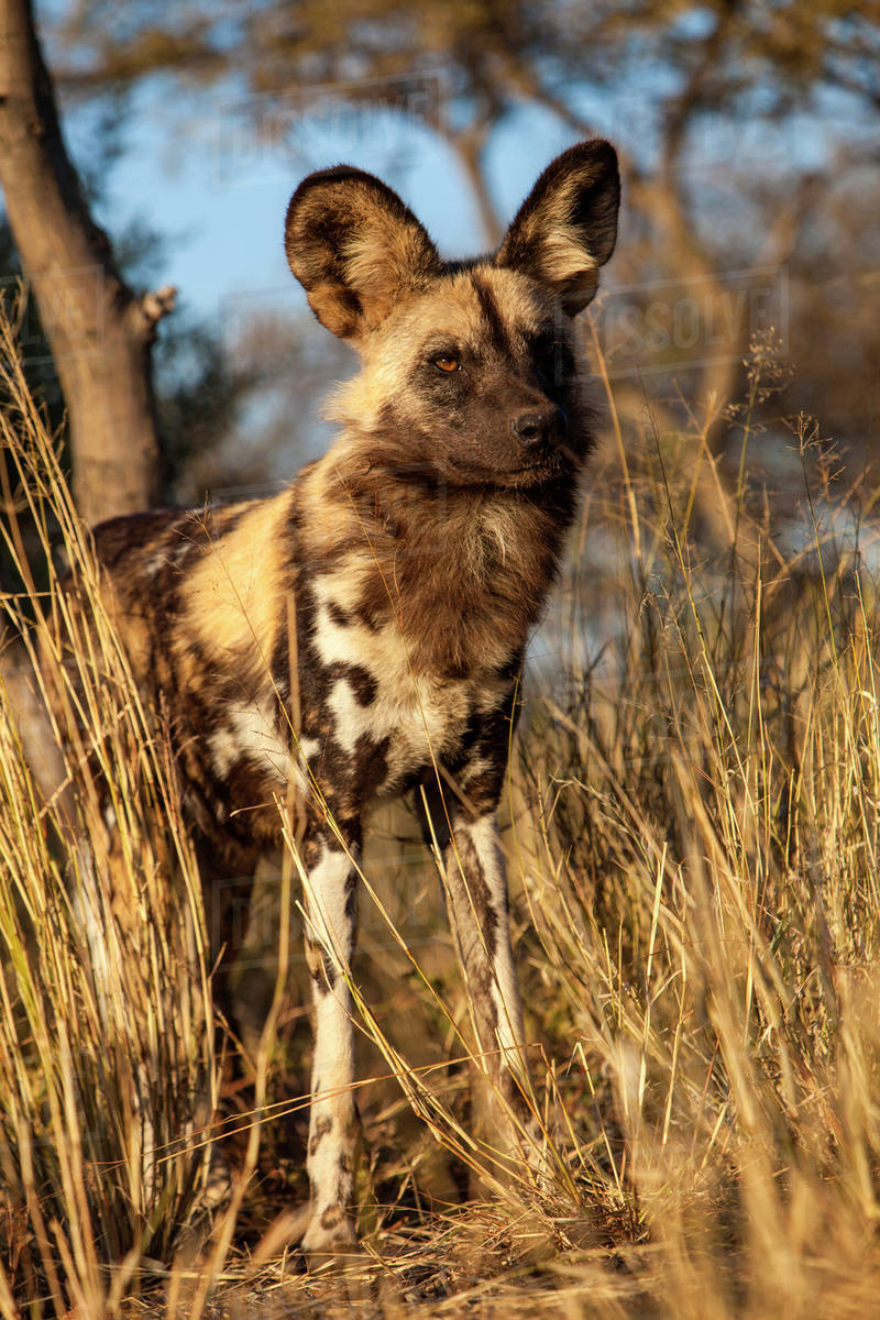 Africa, Namibia. Wild dog close-up. - Royalty-free Stock Photo | Dissolve