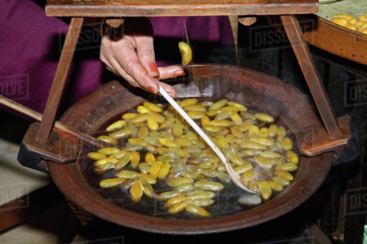 Demonstration showing how silk fibers are harvested from silkworm ...
