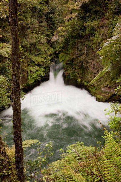 South Pacific, New Zealand, North Island. The Kaituna River flowing ...