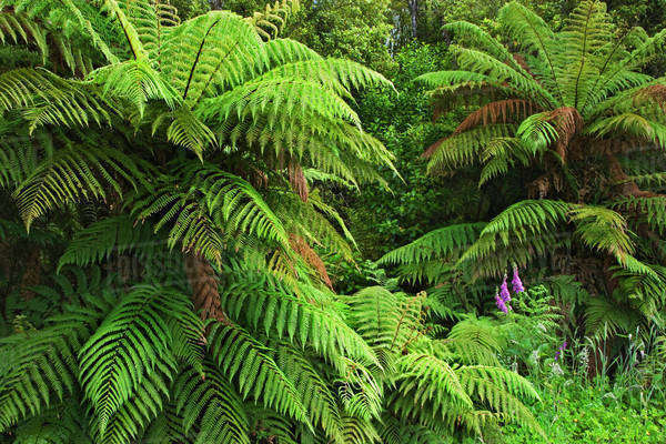 South Pacific, New Zealand, South Island. Tree ferns in Ferguson's ...