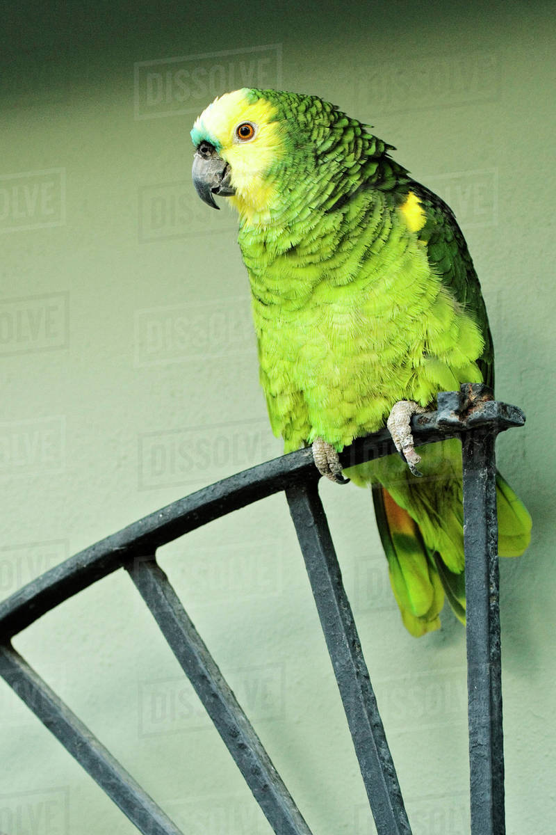 Caribbean, Puerto Rico. A green parrot on the island of Vieques ...