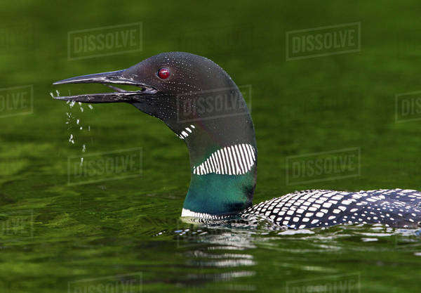 Canada, Quebec, Eastman. Common loon calling. - Royalty-free Stock ...