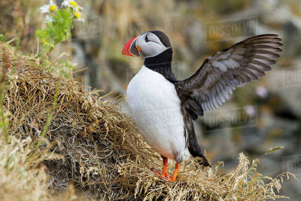 Iceland. Close-up of puffin flapping its wings. - Royalty-free Stock ...