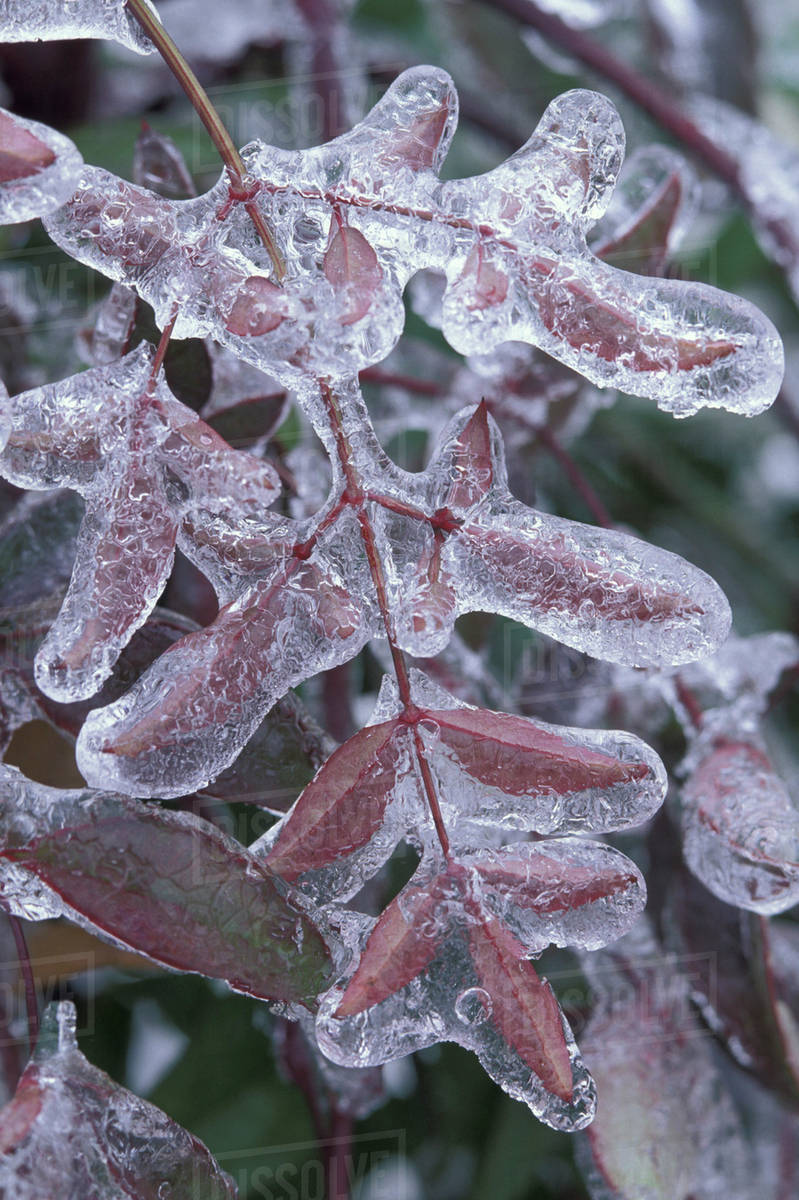 Leaves encased in ice - Stock Photo - Dissolve
