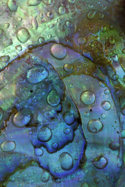 Abalone shell with water drops. - Royalty-free Stock Photo | Dissolve
