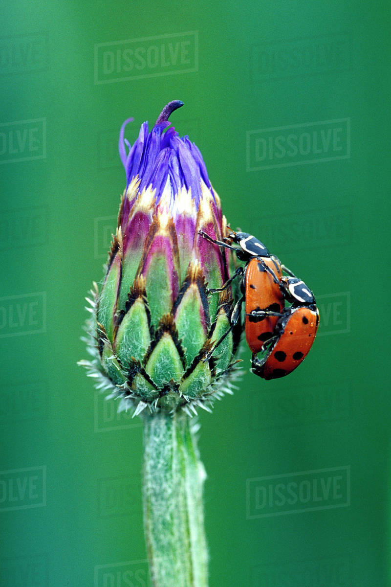 Close-up of mating ladybugs. - Royalty-free Stock Photo | Dissolve