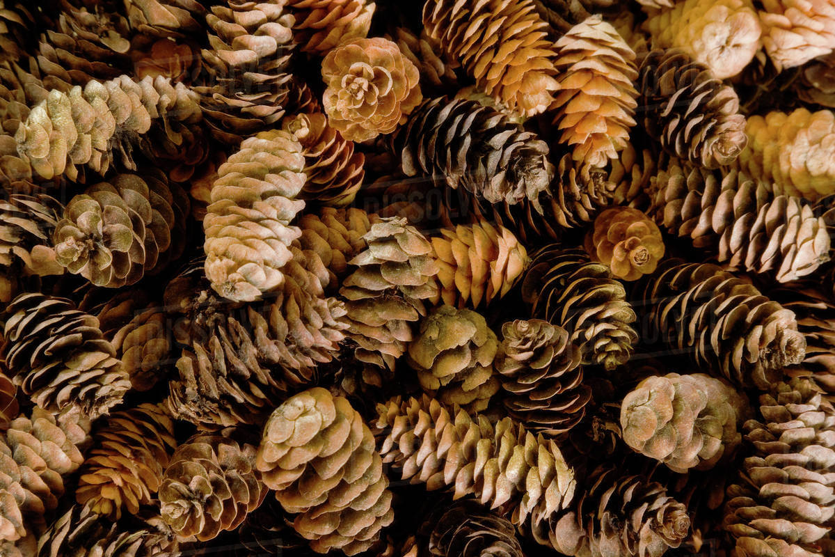 Pile of female pine cones. - Royalty-free Stock Photo | Dissolve